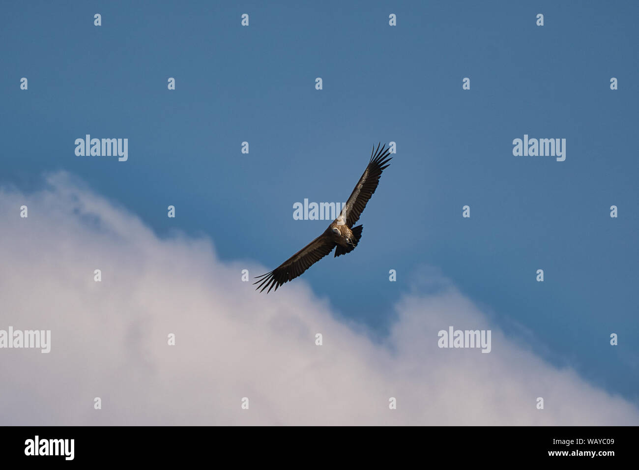 Fish eagle flying in Zimbabwe, Africa Stock Photo - Alamy
