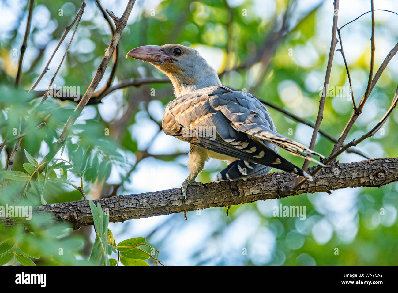 Cuckoo wings hi-res stock photography and images - Alamy