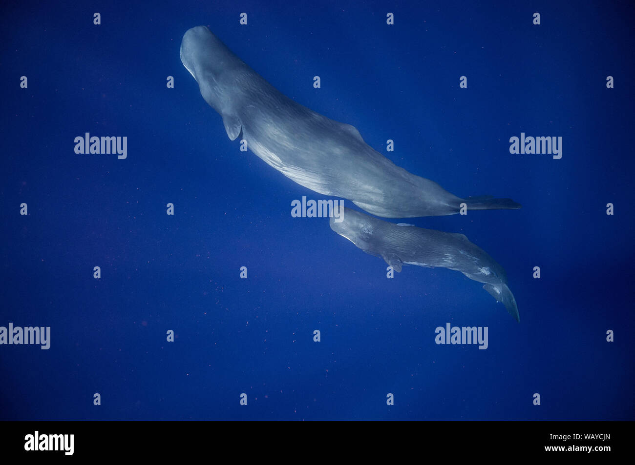 sperm whale, Physeter macrocephalus, mother and calf, Dominica, Caribbean Sea, Atlantic Ocean ...