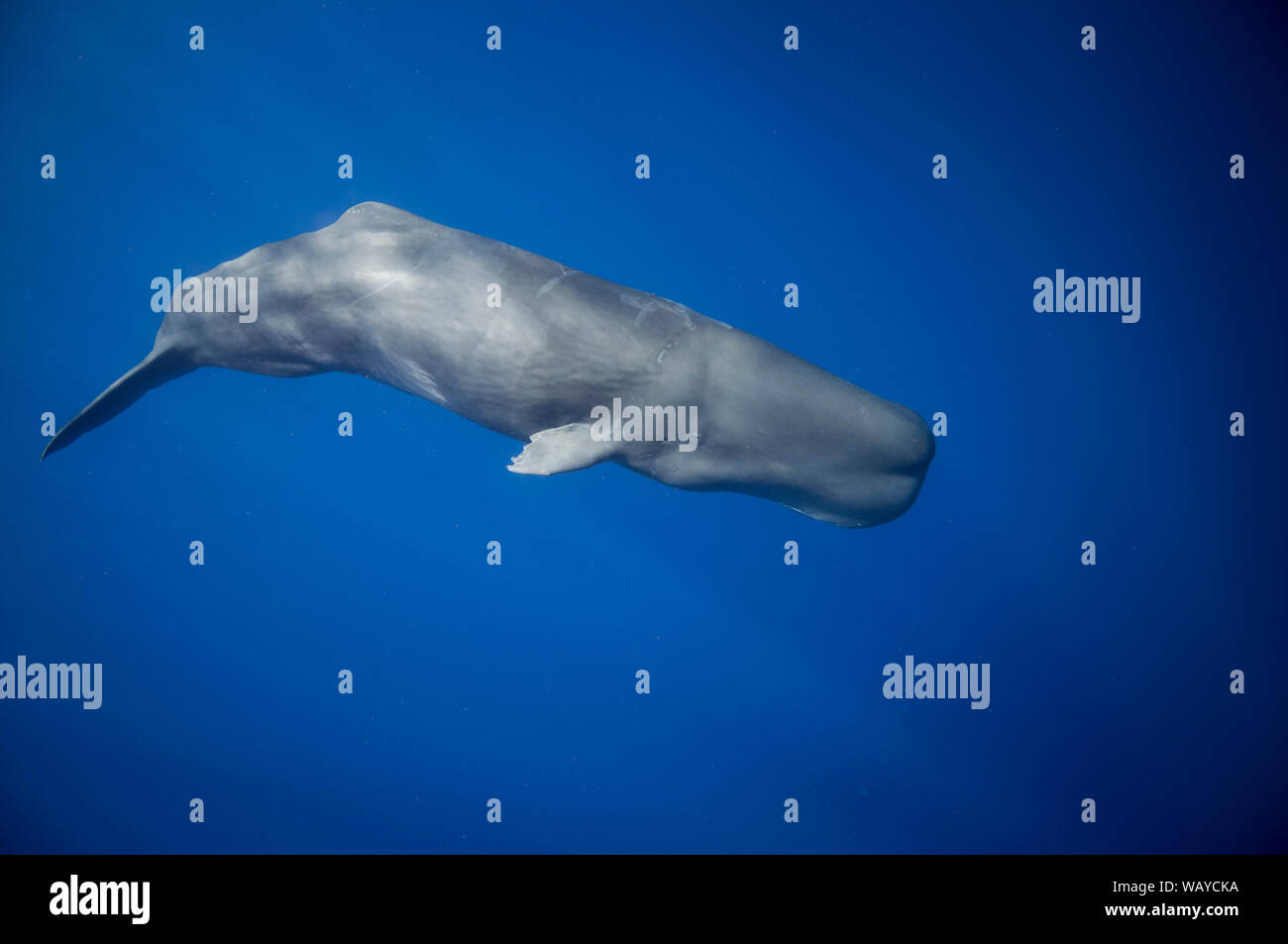 Sperm Whale Physeter Macrocephalus Physeteridae Mammalia High ...