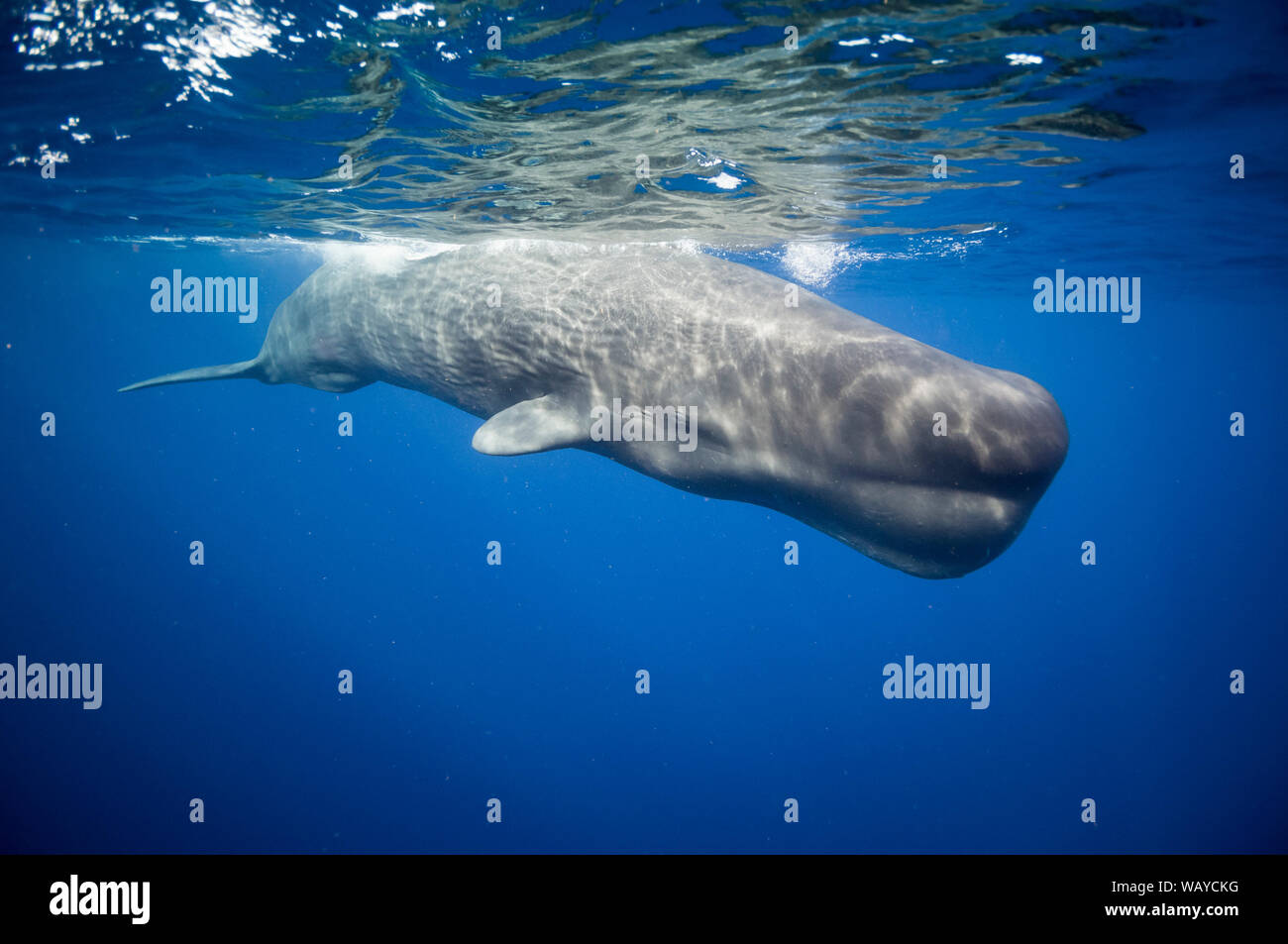 Sperm Whale Physeter Macrocephalus Physeteridae Mammalia High ...