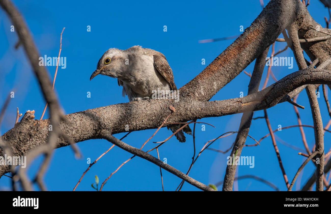 Australian Cuckoo High Resolution Stock Photography and Images - Alamy
