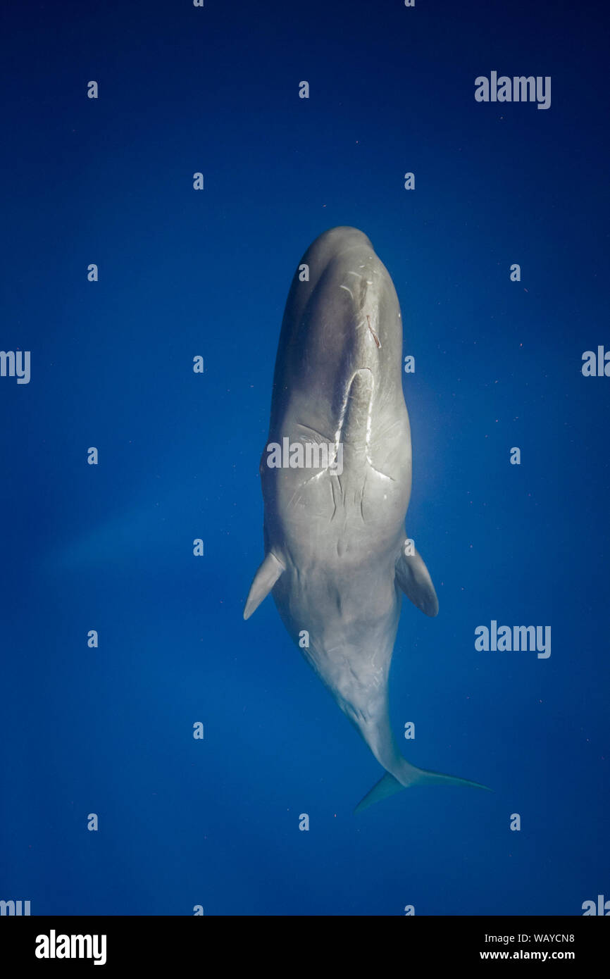 sperm whale, Physeter macrocephalus, sleeping, Dominica, Caribbean Sea ...