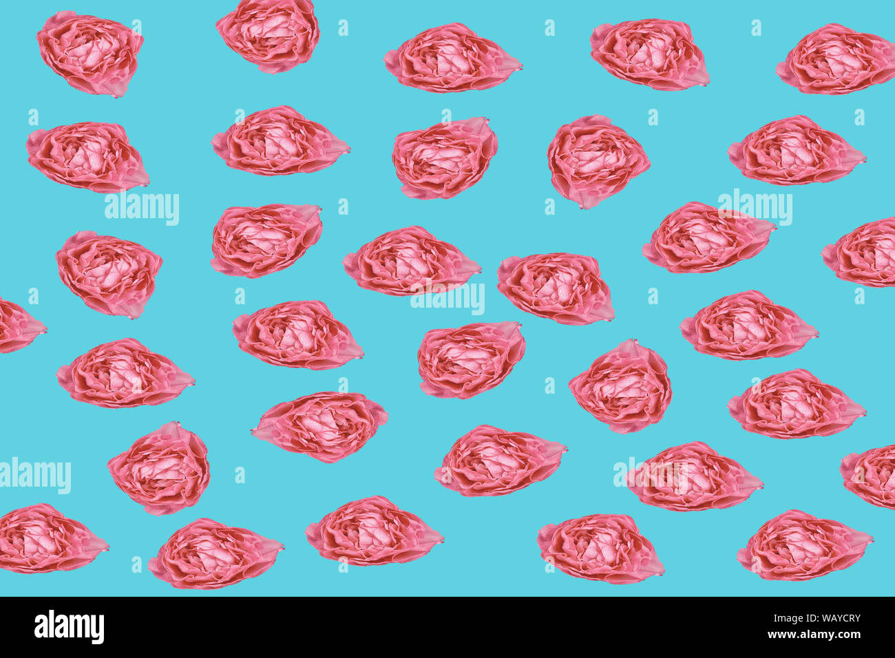 pink roses on blue background Stock Photo - Alamy