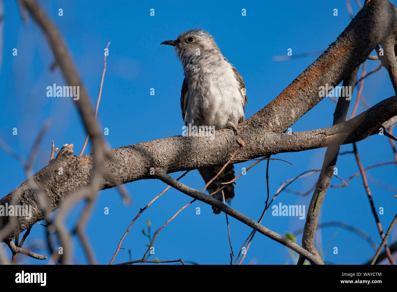 Australian Cuckoo High Resolution Stock Photography and Images - Alamy