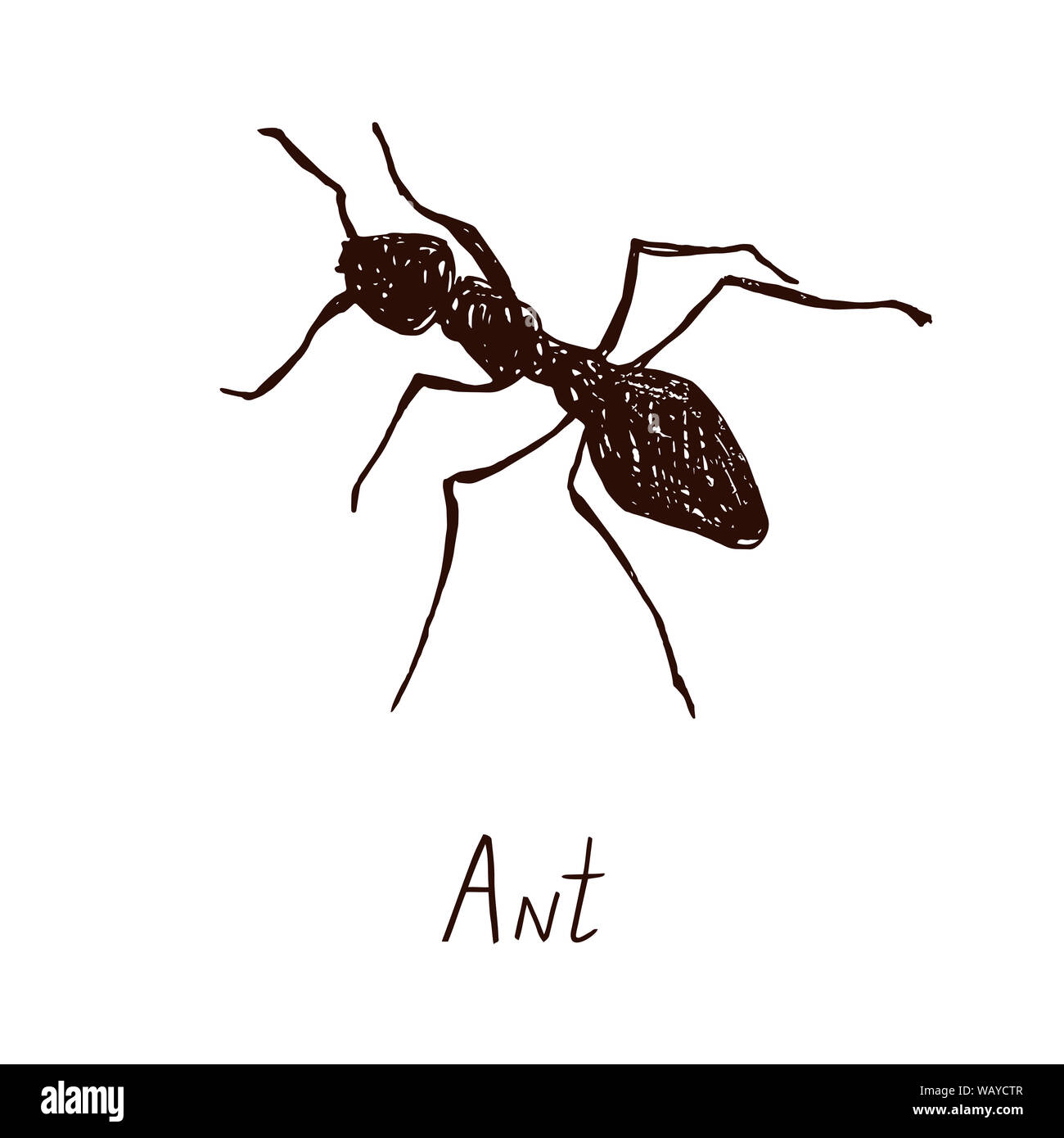 Ant Drawing