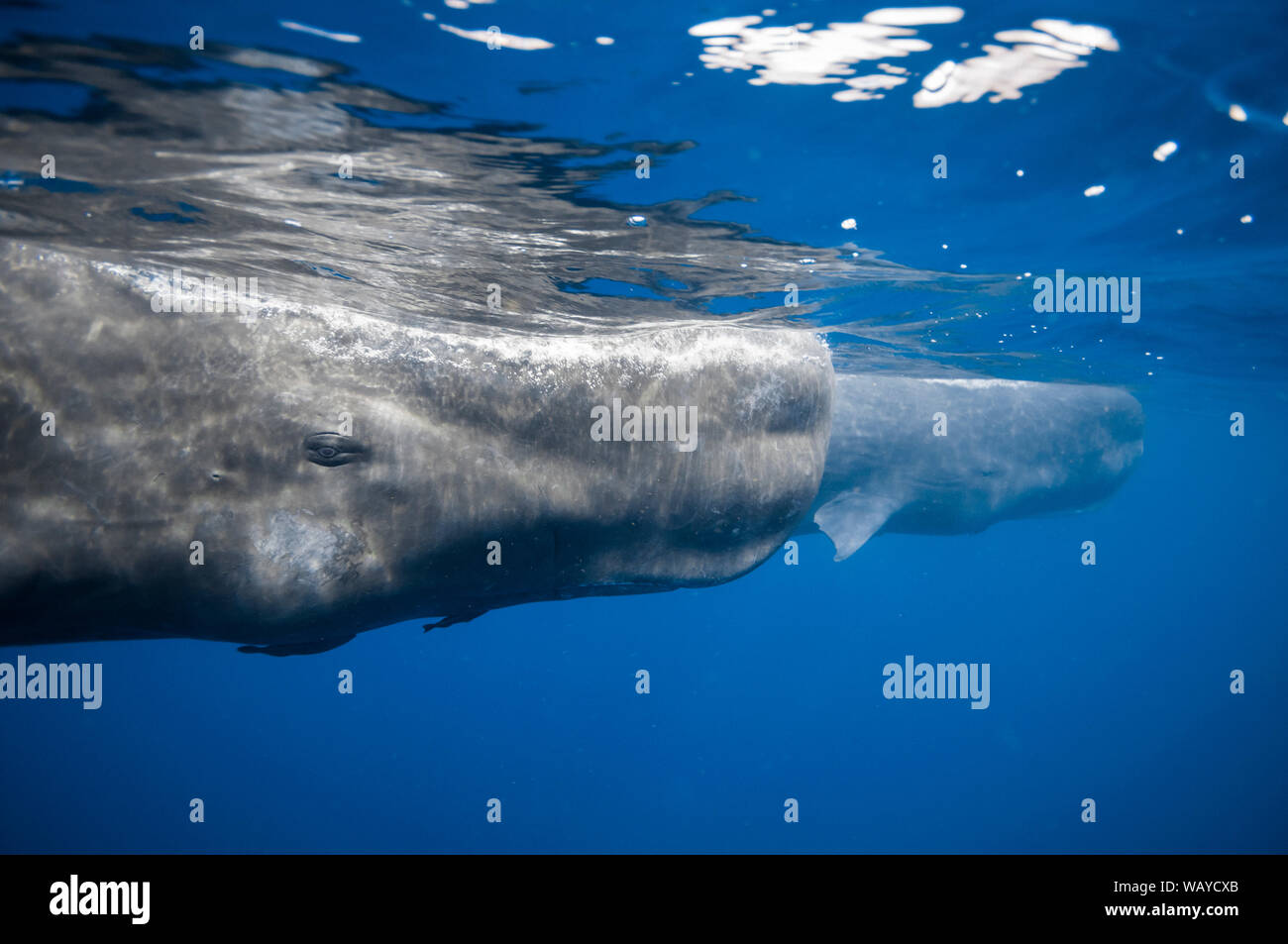 Sperm Whale Physeter Macrocephalus Physeteridae Mammalia High Resolution Stock Photography and ...