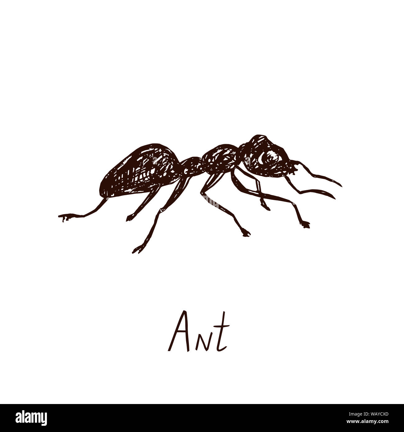 Anthill Cut Out Stock Images & Pictures - Alamy