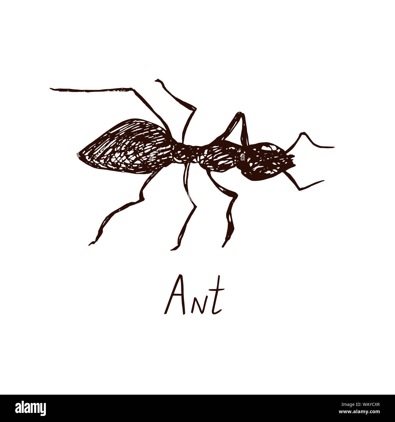 Small ants hand hi-res stock photography and images - Alamy