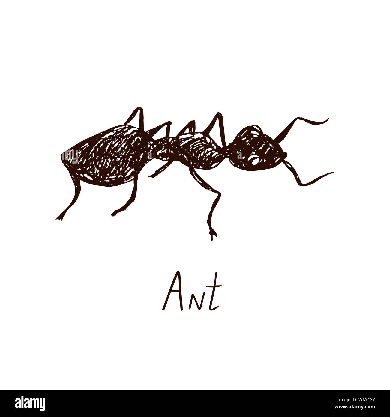 Ant drawing, vintage engraved illustration style, hand drawn doodle ...