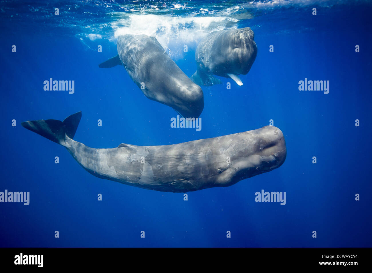 sperm whale, Physeter macrocephalus, Dominica, Caribbean Sea, Atlantic Ocean Stock Photo - Alamy