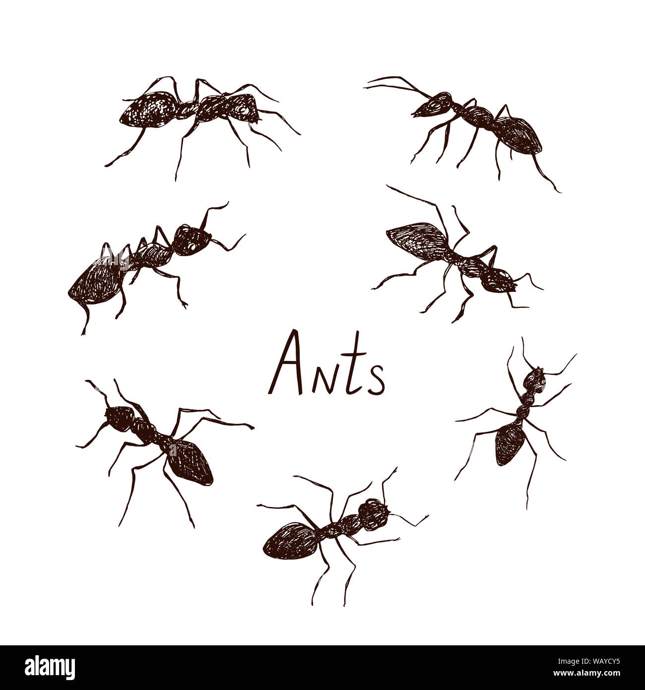 Ants collection drawing, vintage engraved illustration style, hand ...