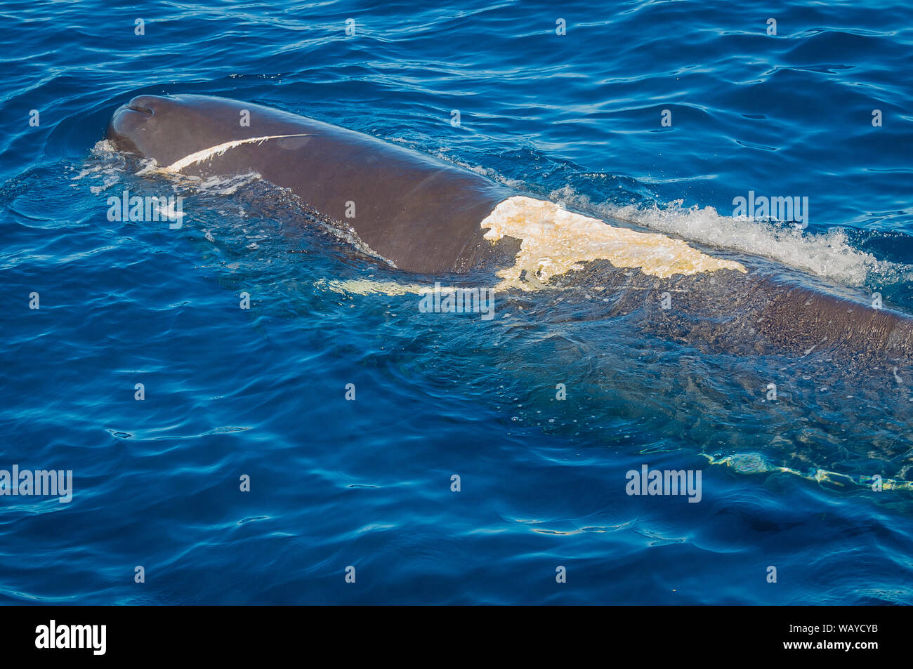 sperm whale, Physeter macrocephalus, with large propellar scars ...