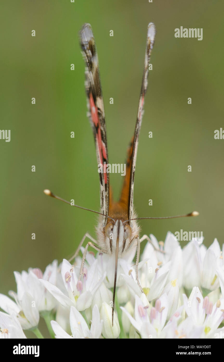 American Lady, Vanessa virginiensis, nectaring from Meadow Garlic ...