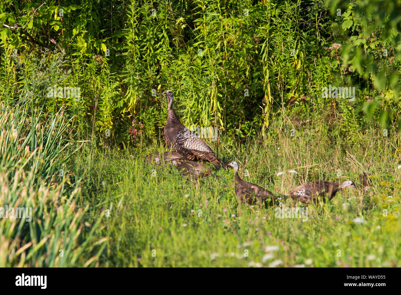 wild turkey family Stock Photo - Alamy