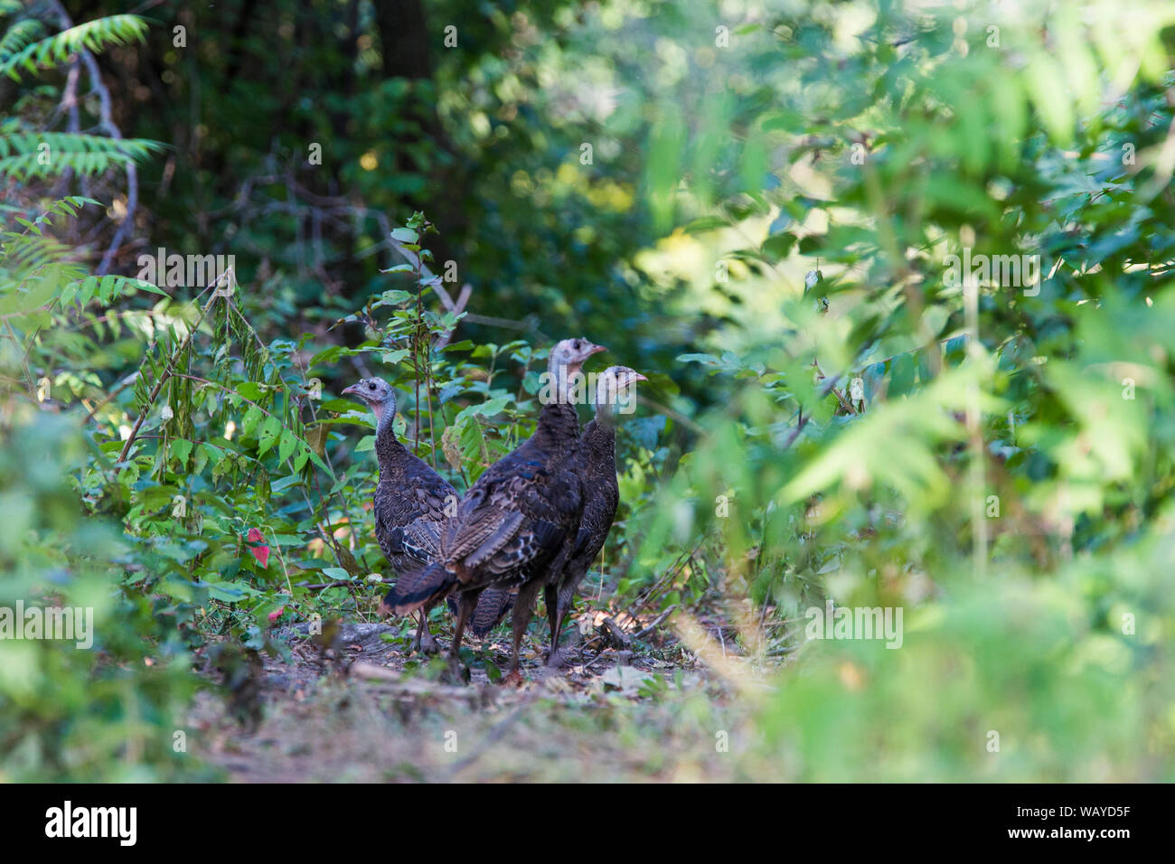 wild turkey family Stock Photo - Alamy