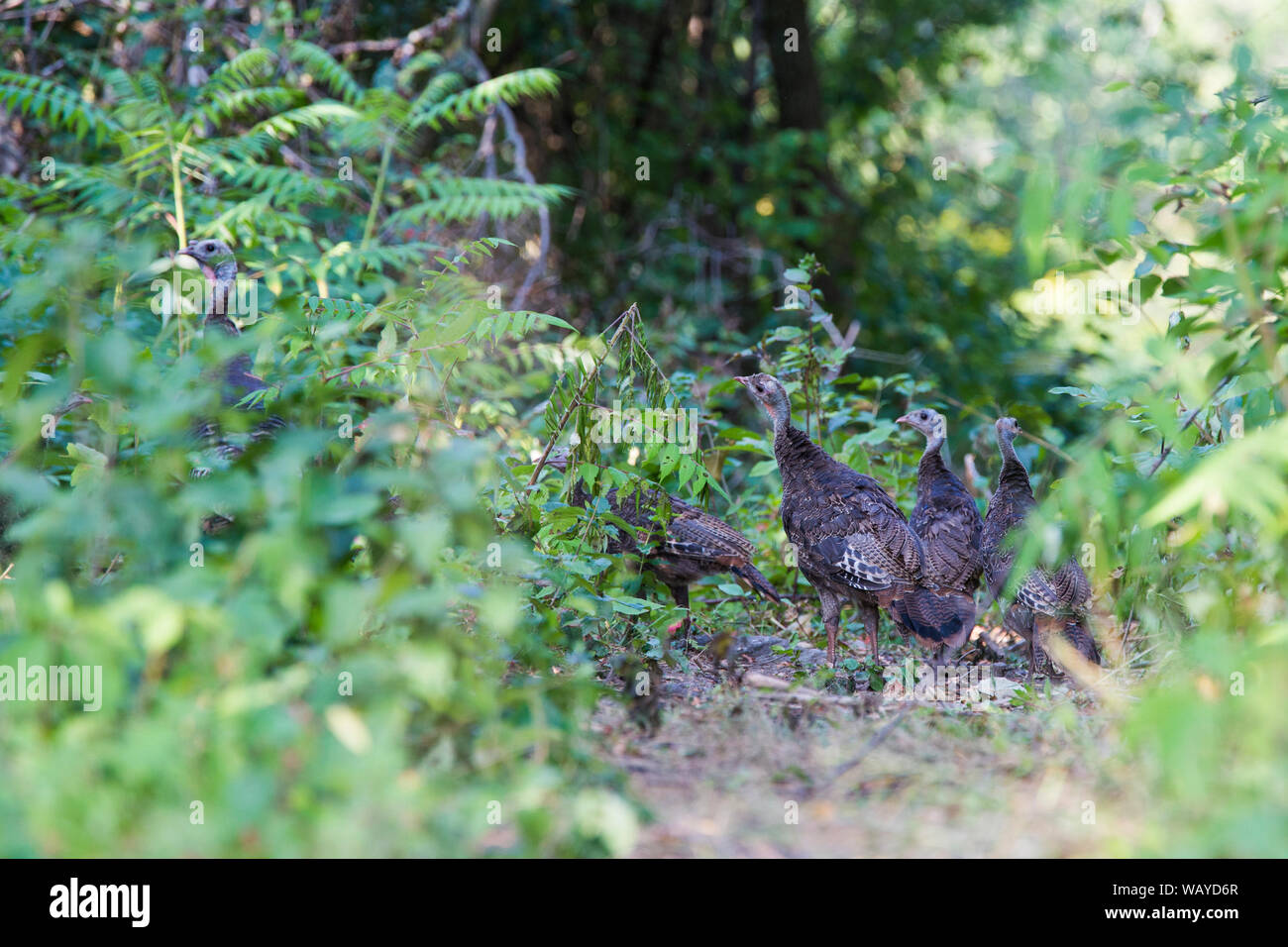wild turkey family Stock Photo - Alamy