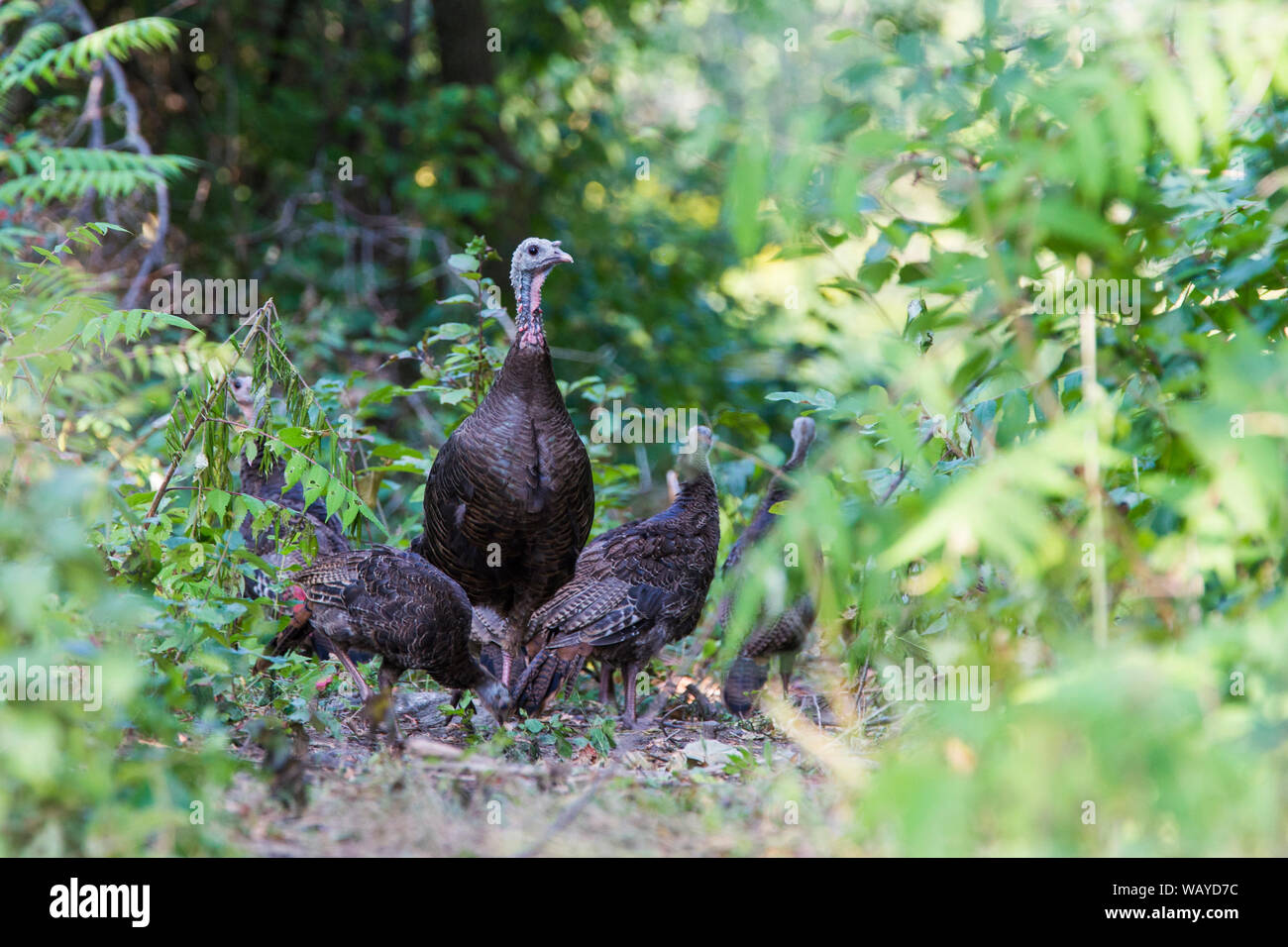 wild turkey family Stock Photo - Alamy