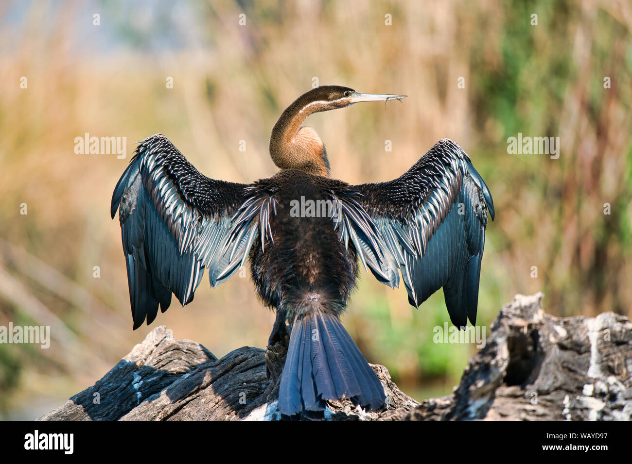 Goliath heron bird with open wings, Zambezi river, Africa Stock Photo ...