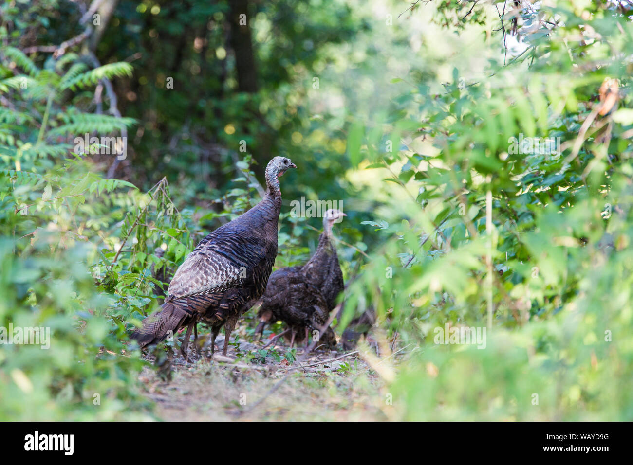 wild turkey family Stock Photo - Alamy