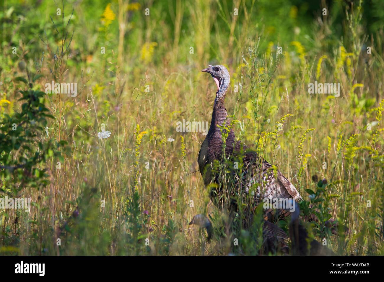 wild turkey family Stock Photo - Alamy