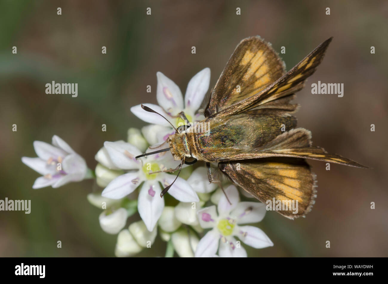 Fiery Skipper, Hylephila phyleus, female nectaring from Meadow Garlic ...