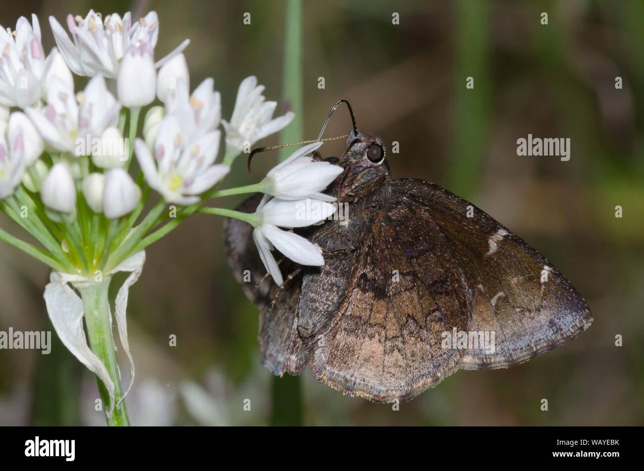 Northern Cloudywing, Cecropterus pylades, female nectaring from Meadow ...