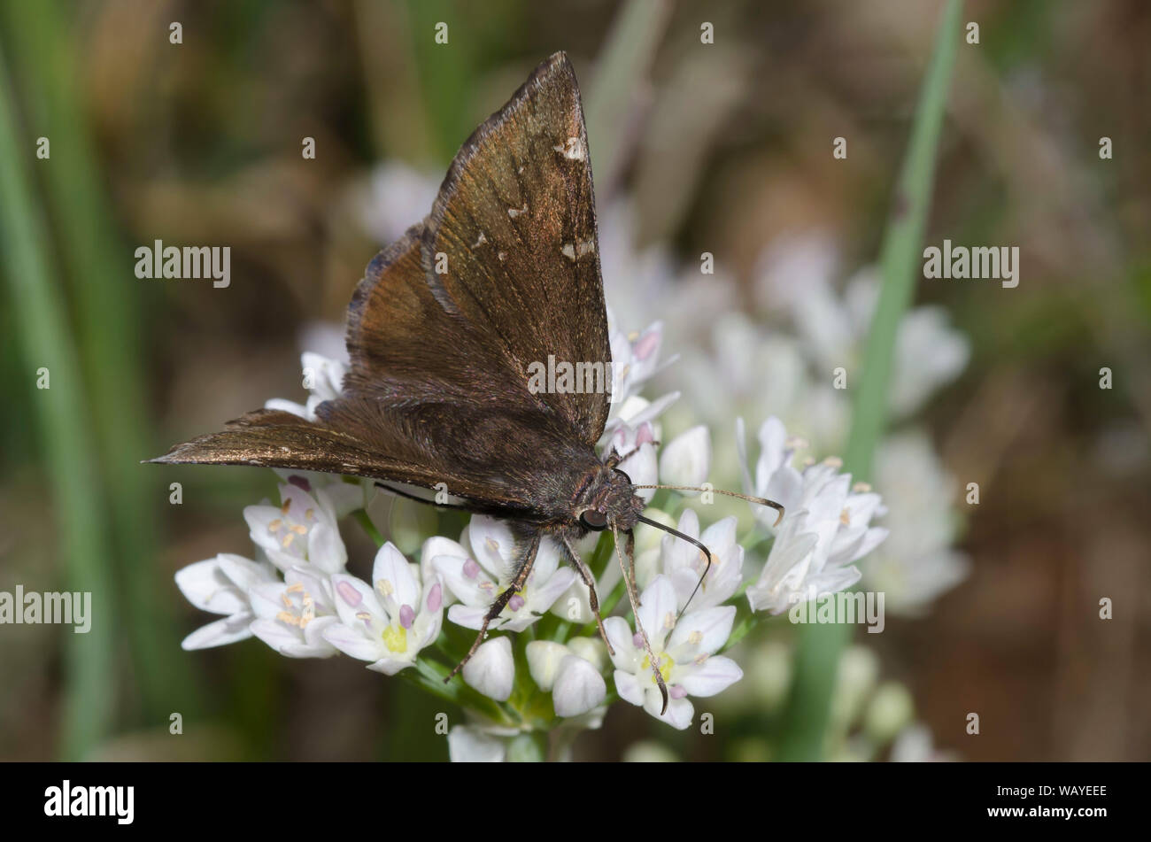 Northern Cloudywing, Cecropterus pylades, female nectaring from Meadow ...