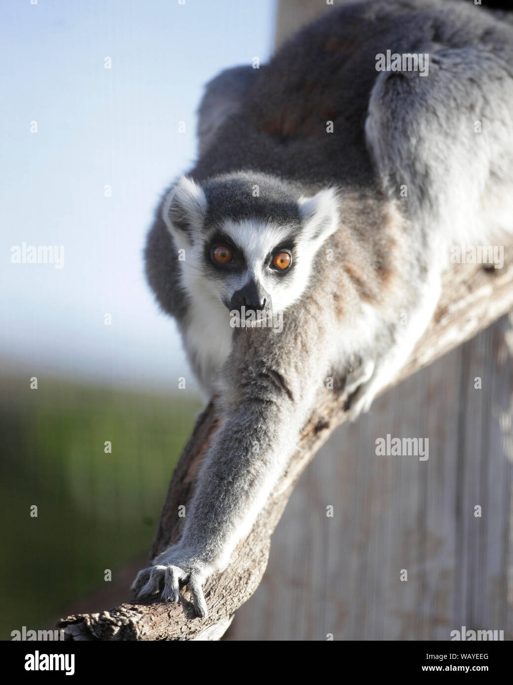 Meerkat portraits hi-res stock photography and images - Alamy