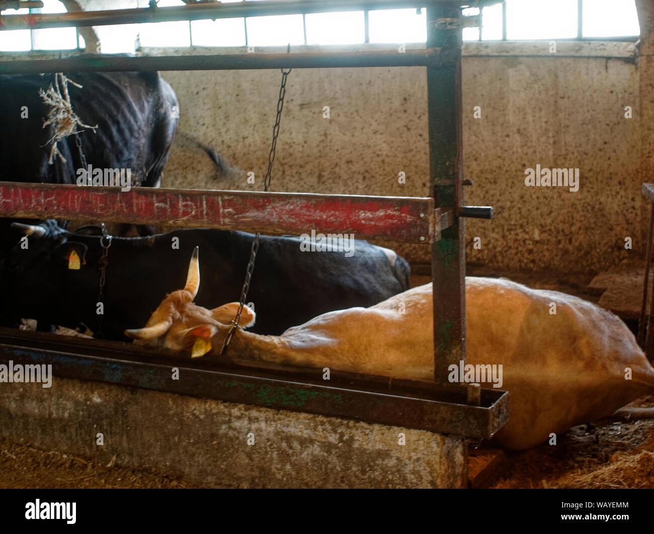 Dirty Dairy High Resolution Stock Photography and Images - Alamy