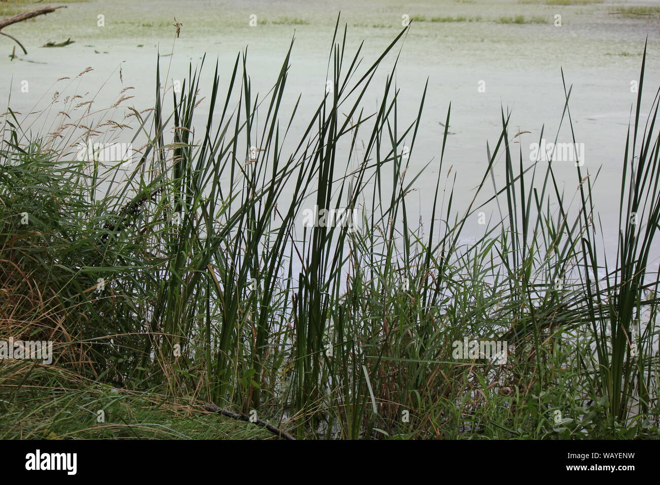 Beautiful hidden lake blooming during the summer Stock Photo - Alamy