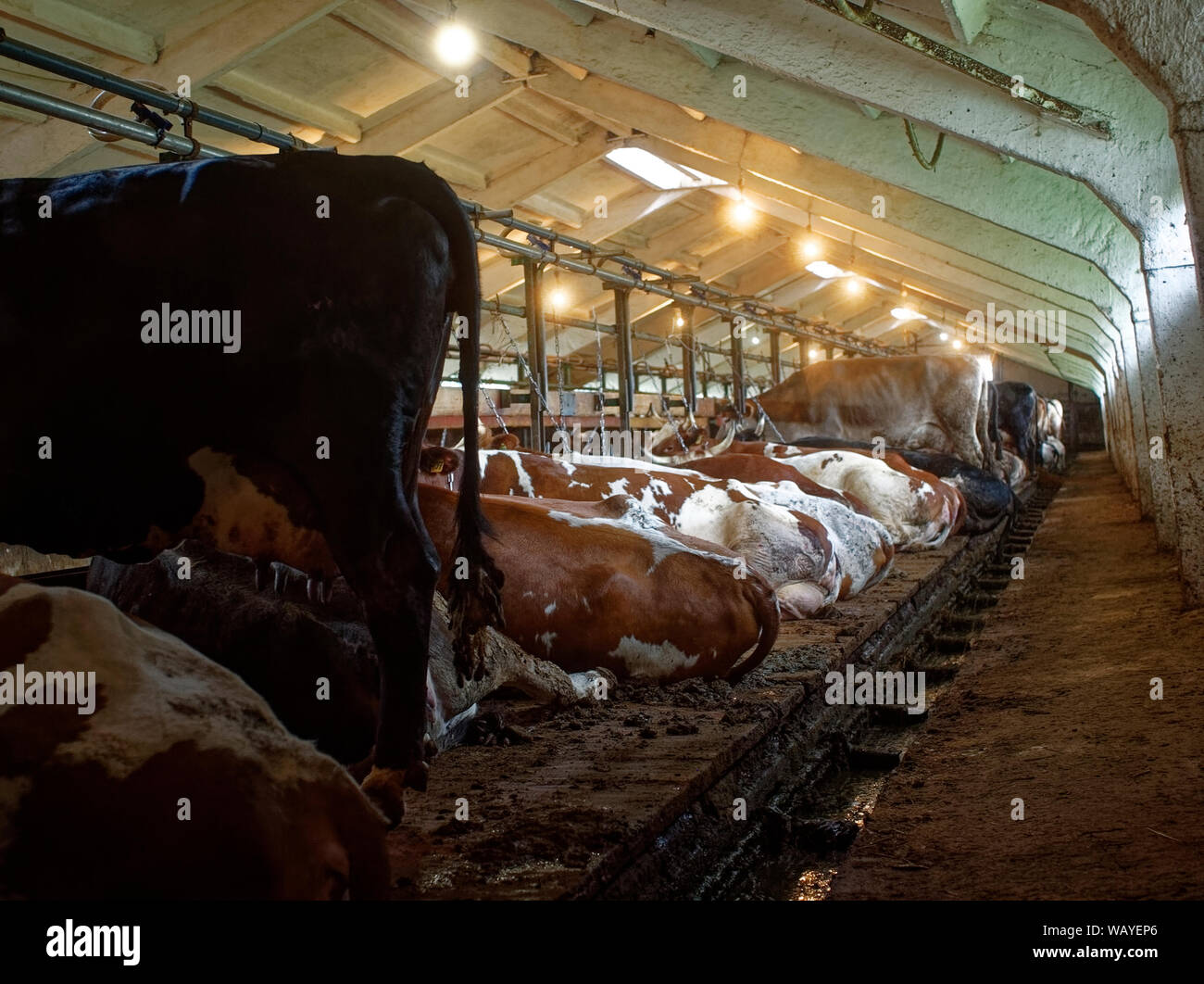 Dirty Dairy High Resolution Stock Photography and Images - Alamy