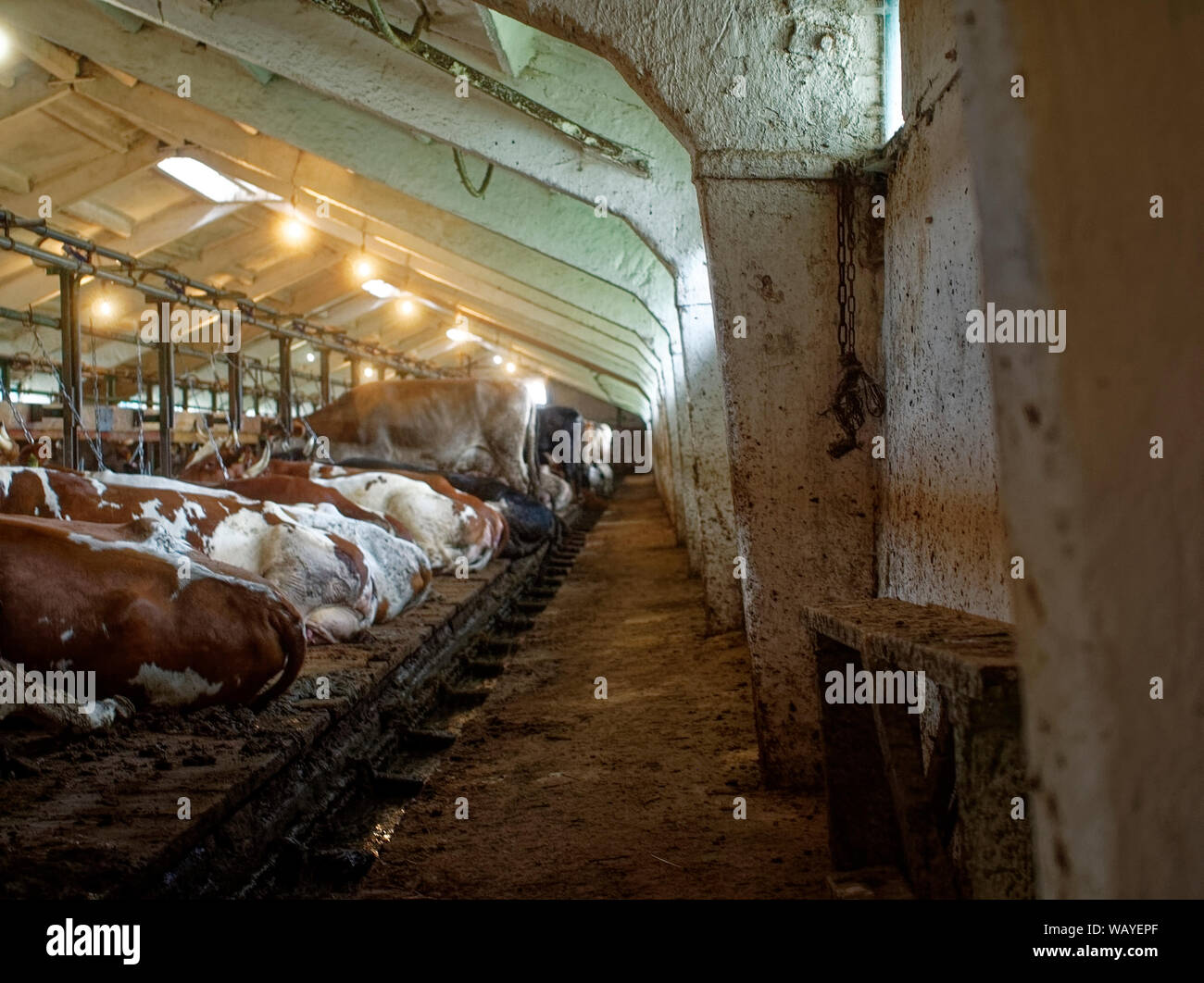 Dirty dairy hi-res stock photography and images - Alamy