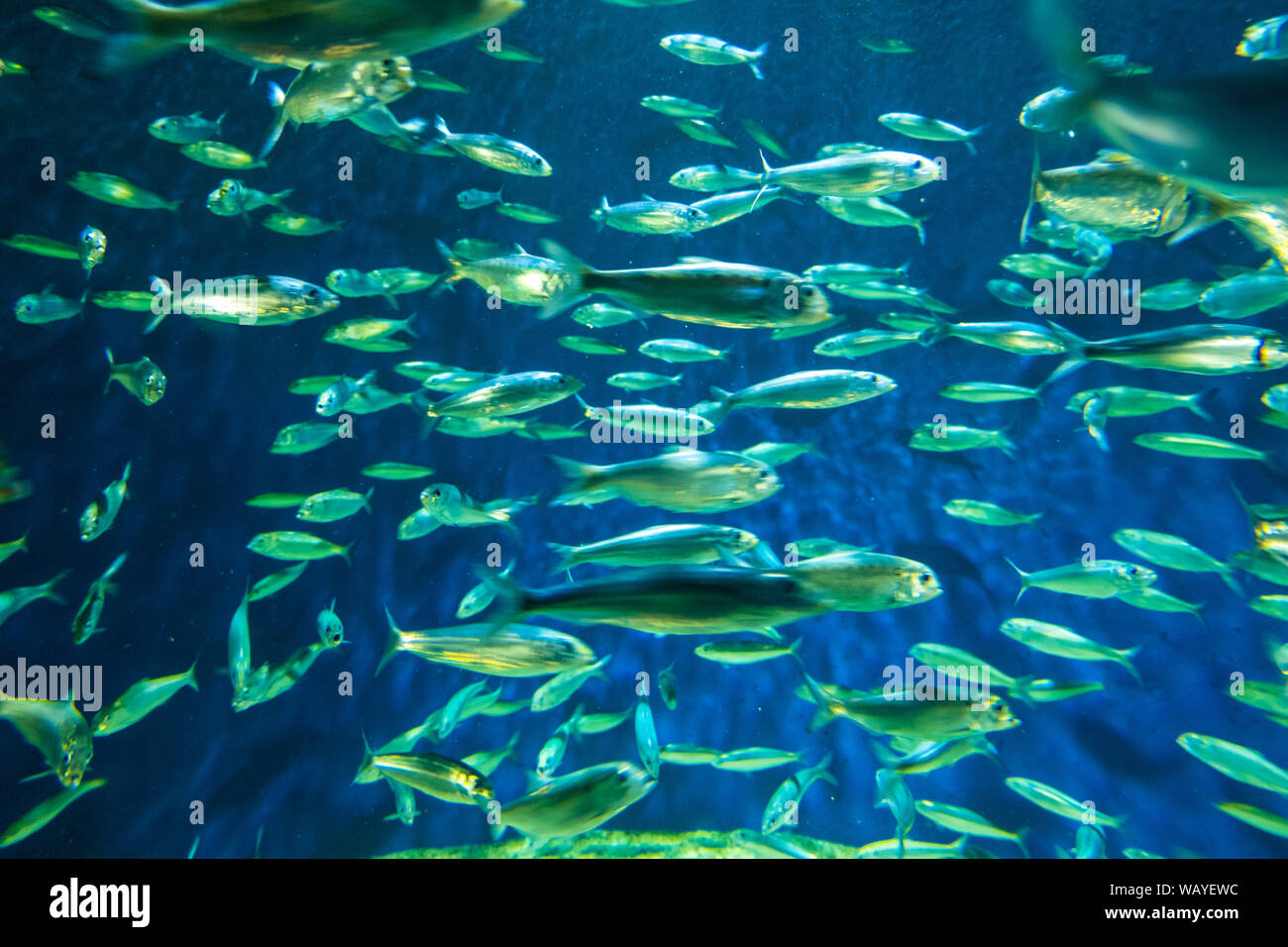 Underwater landscape with coral reef and fish. The aquarium inhabitants ...