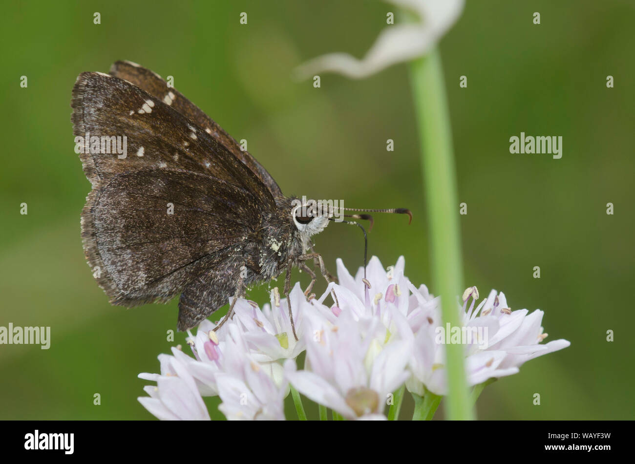 Outis Skipper, Cogia outis, nectaring from Meadow Garlic, Allium ...