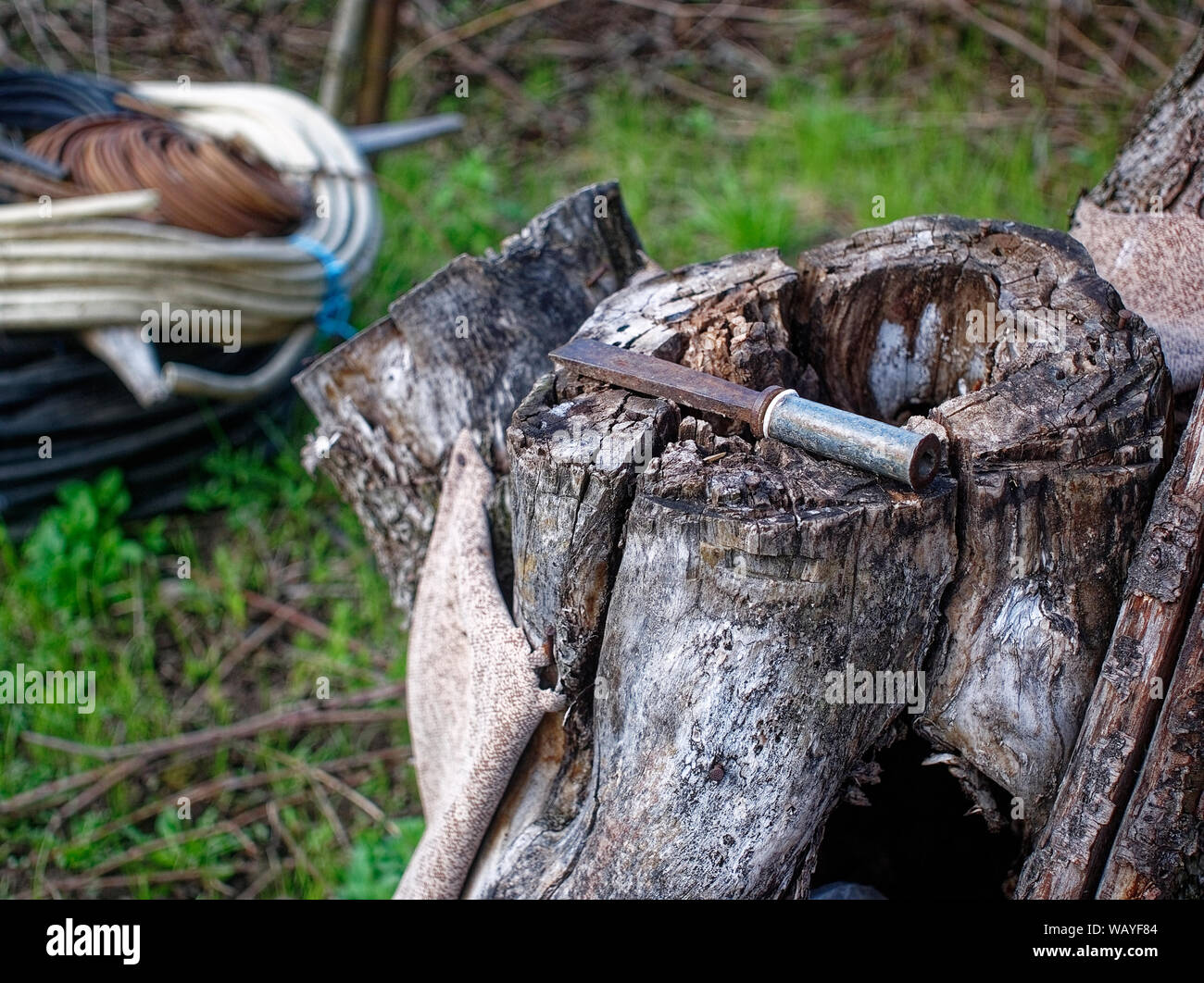 the stump of the Apple tree in the garden in the spring, Russia Stock ...