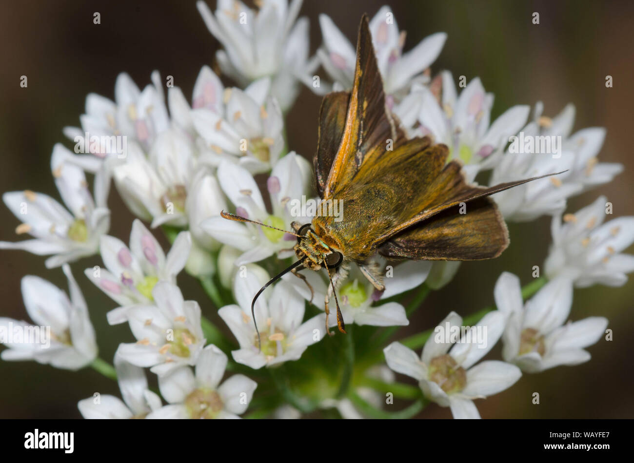 Crossline Skipper, Limochores origenes, male nectaring from Meadow ...