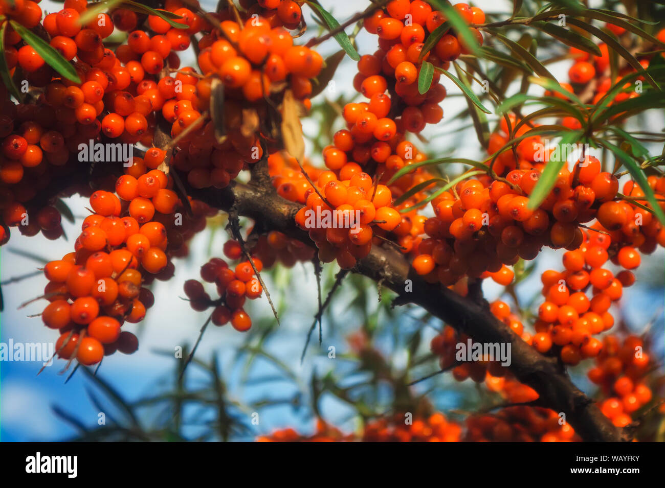 Hippophae rhamnoides known as common sea Stock Photo - Alamy