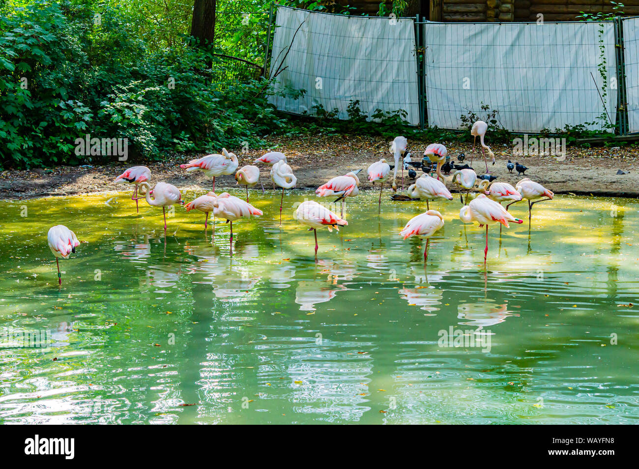 Pink flamingo bird in an artificial reservoir of the zoo. Animal world ...