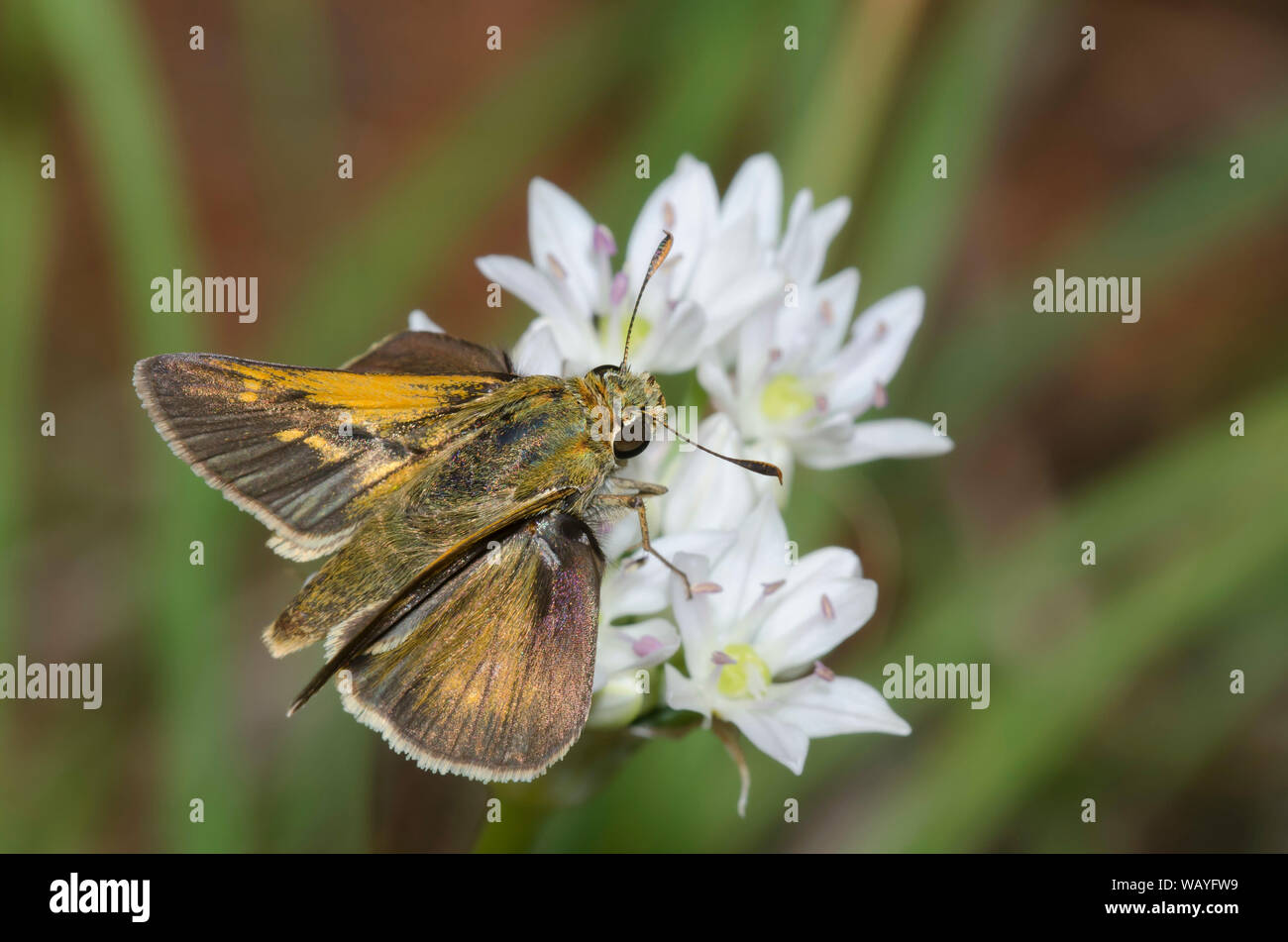 Crossline Skipper, Limochores origenes, male nectaring from Meadow ...