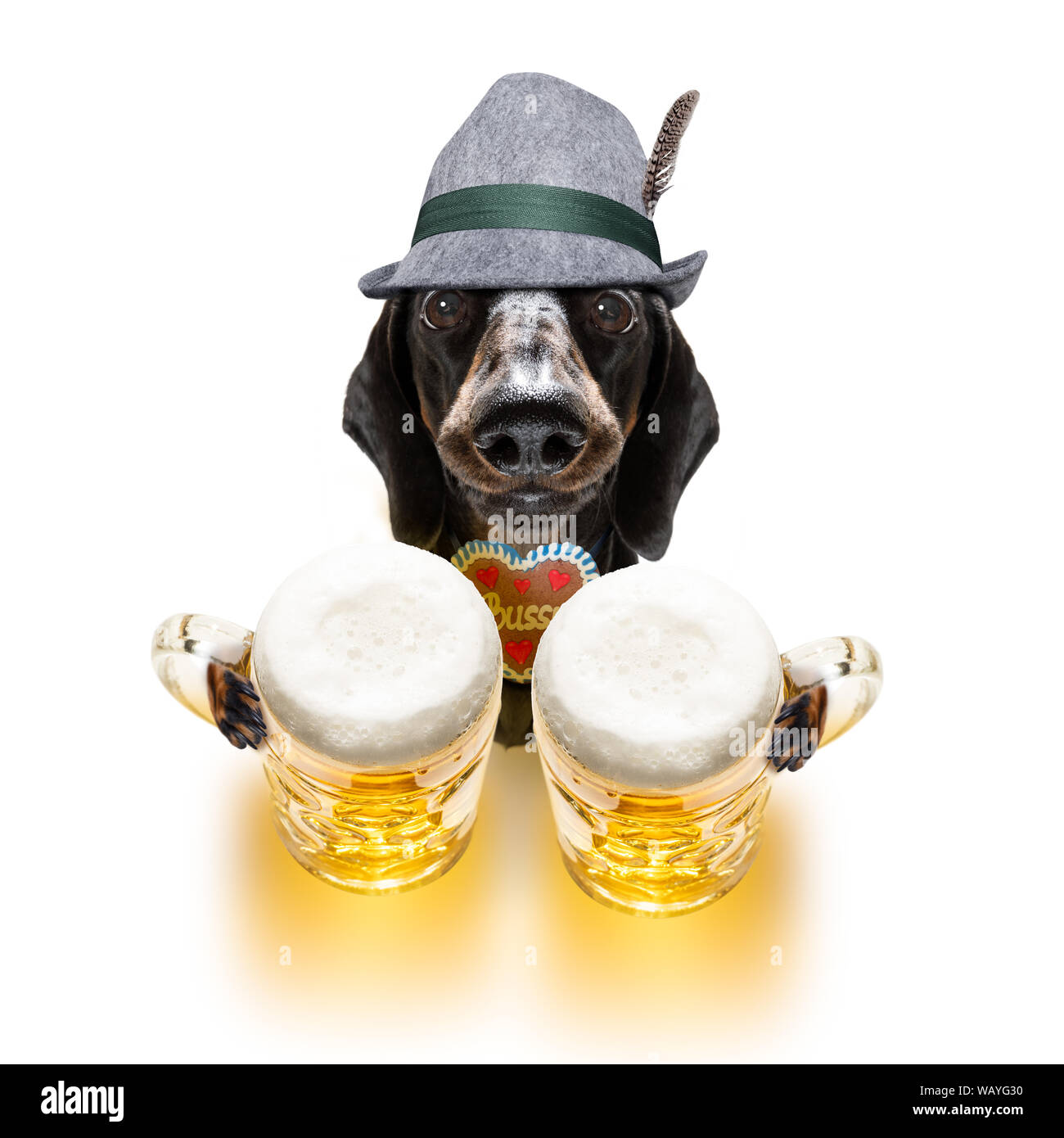 bavarian dachshund or sausage dog with gingerbread and mug isolated on ...