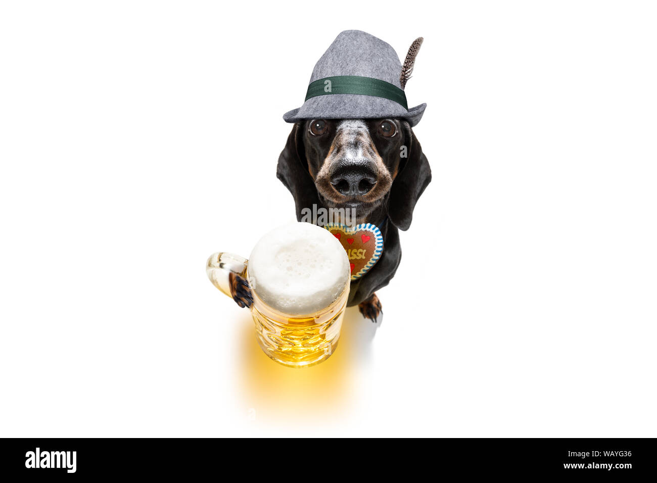 bavarian dachshund or sausage dog with gingerbread and mug isolated on ...