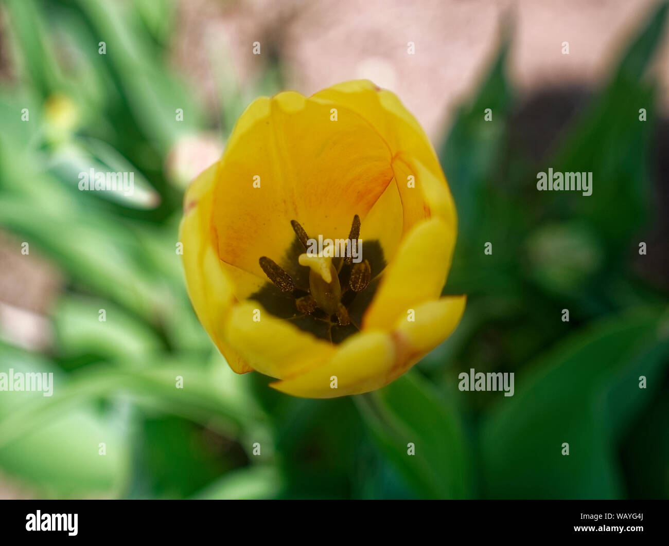 yellow Tulip macro in spring, Russia Stock Photo - Alamy