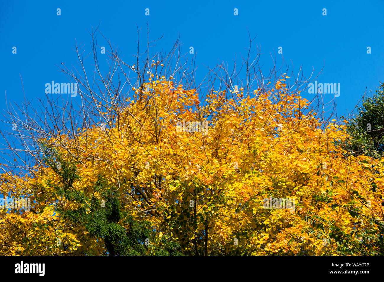 Top part of tree leaves with branches with sky view Stock Photo - Alamy