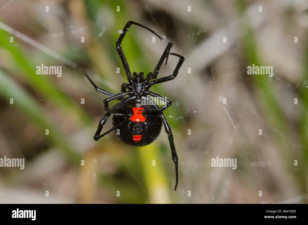 Southern black widow hi-res stock photography and images - Alamy
