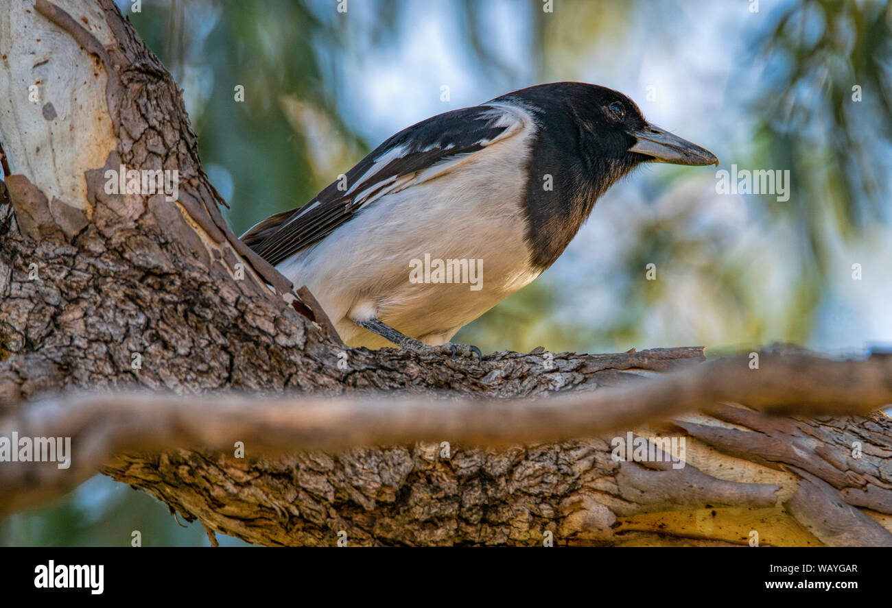 Australian Butcher Bird High Resolution Stock Photography and Images ...