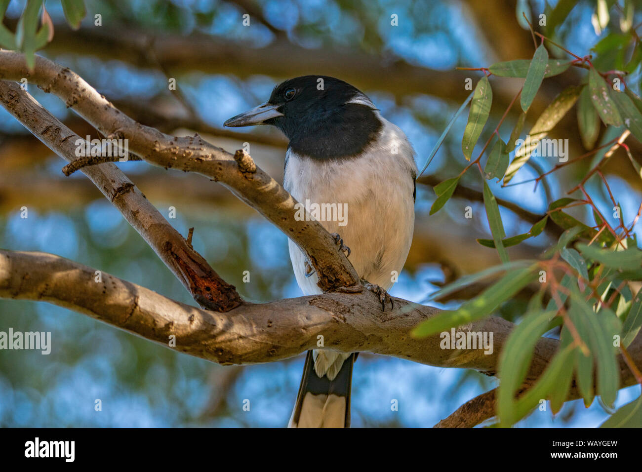 Butcher bird hi-res stock photography and images - Alamy