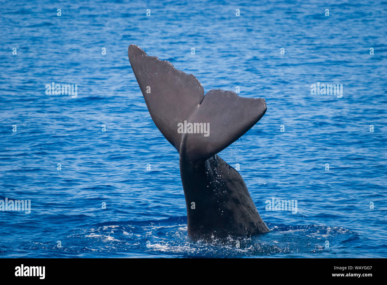sperm whale, Physeter macrocephalus, tail slapping, fluke, Dominica ...