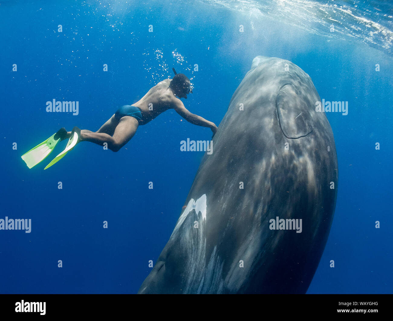 Diver touching whale hi-res stock photography and images - Alamy