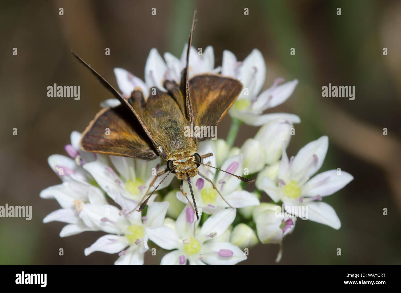 Southern Broken-dash, Polites otho, female nectaring from Meadow Garlic ...